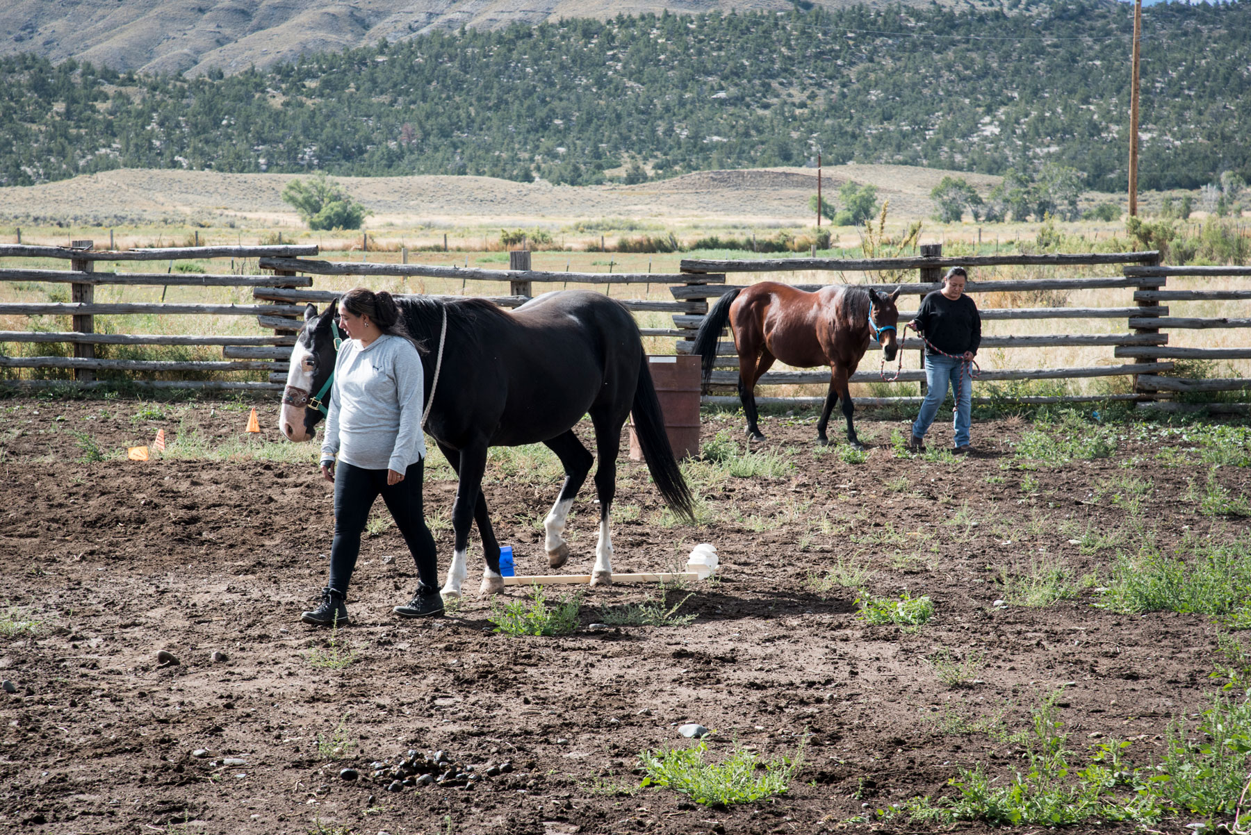 Full Circle: Equine-Assisted Learning Trainees Become the Trainers ...